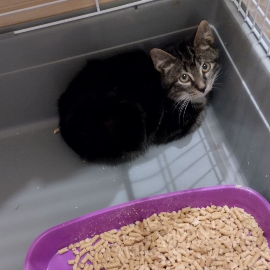 Котёнок в добрые руки