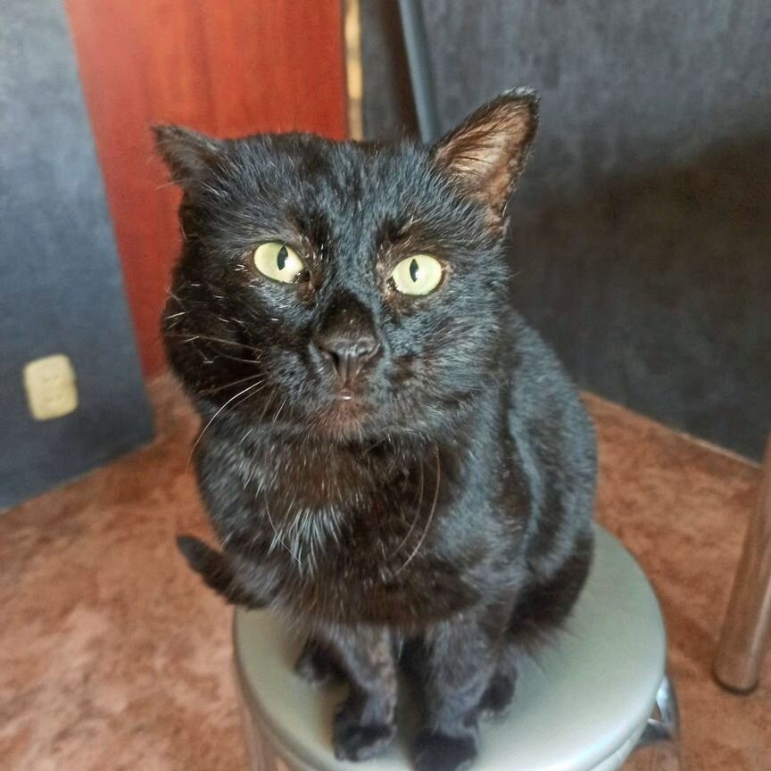 Уличный кот