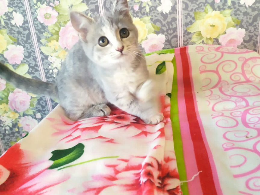 Кошка- очаровашка