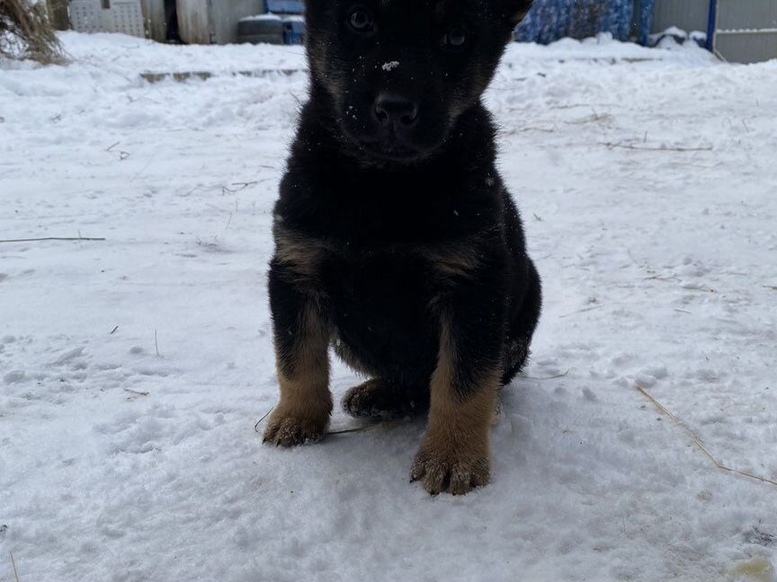 Щенок немецкой овчарки