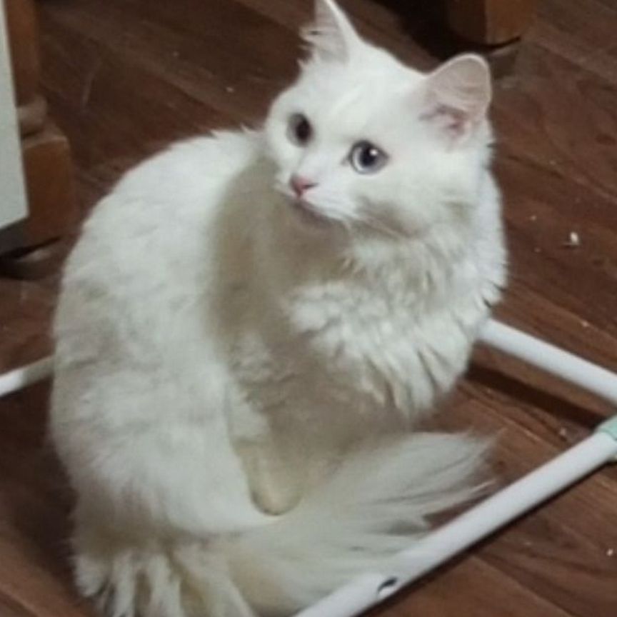 Турецкая ангора, взрослая кошка