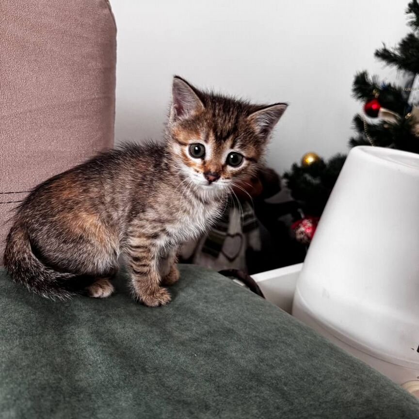 Отдам кота в добрые руки бесплатно