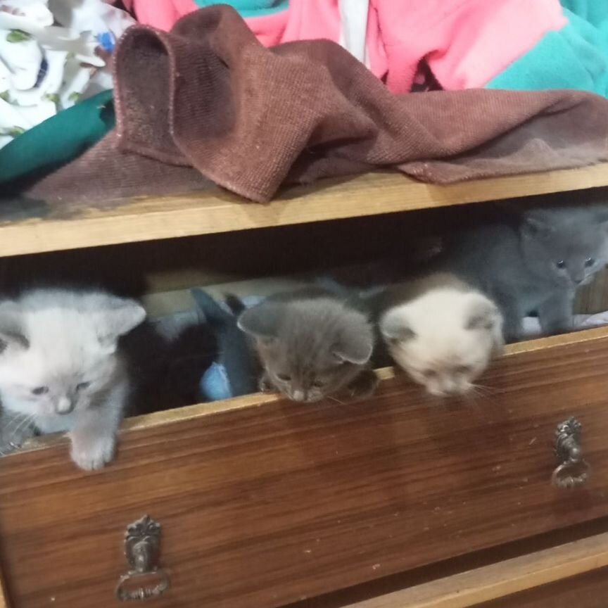 Котята