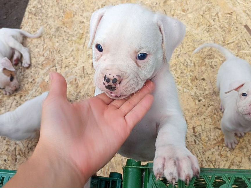 Американский бульдог