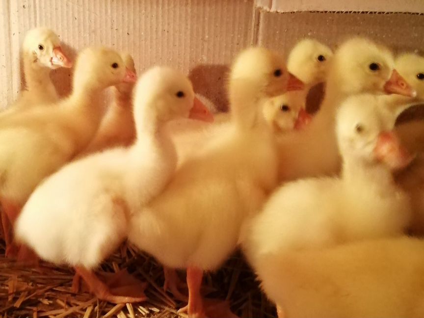 Гусята суточные и подрощенные