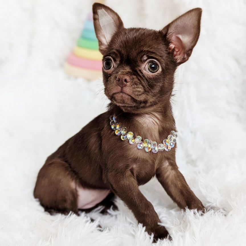 Чихуахуа, щенок