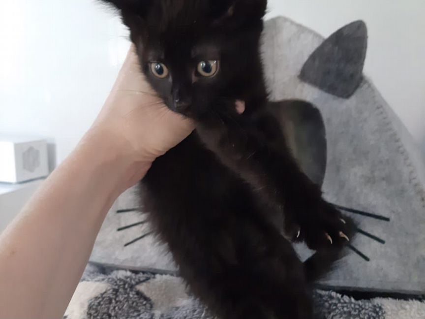 Черный котенок в добрые руки