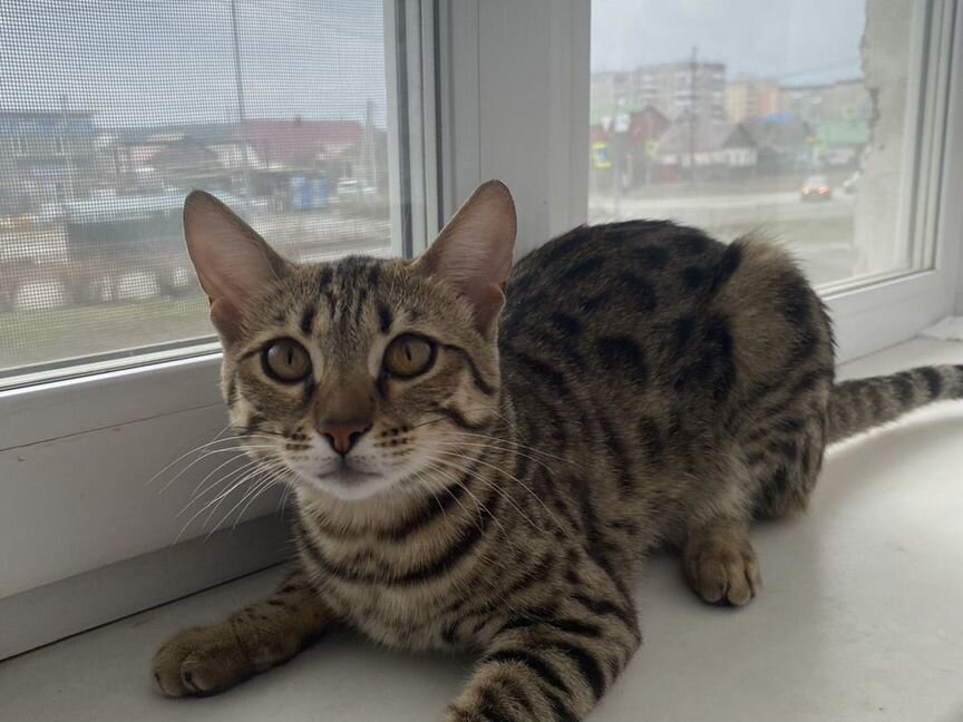 Бенгальская кошечка