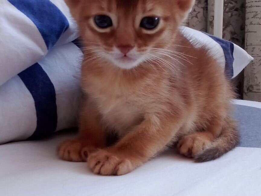 Абиссинская порода