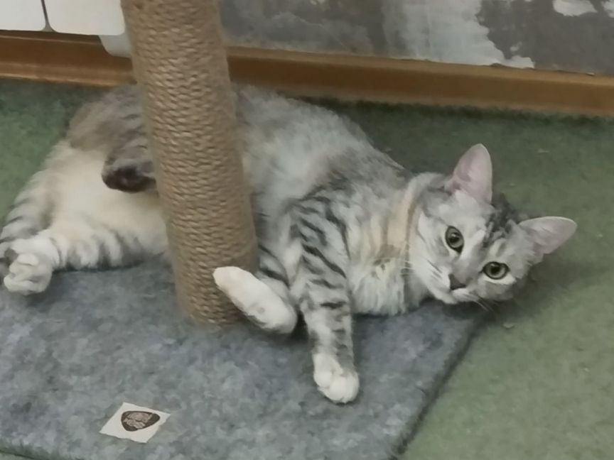Афина кошка