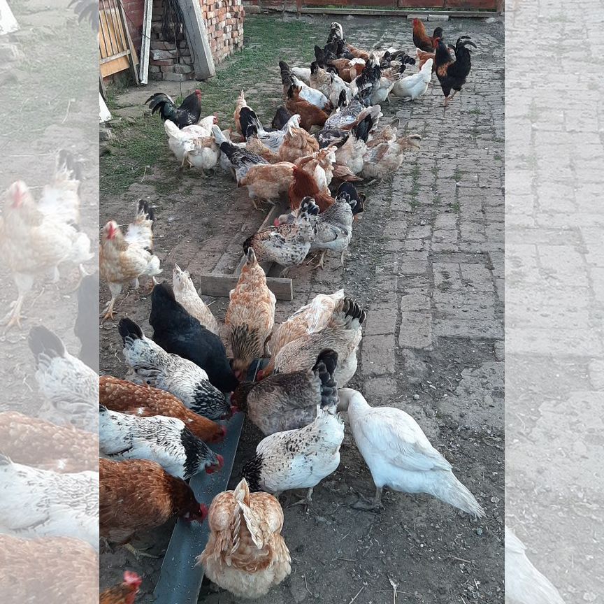 Цыплята и утята