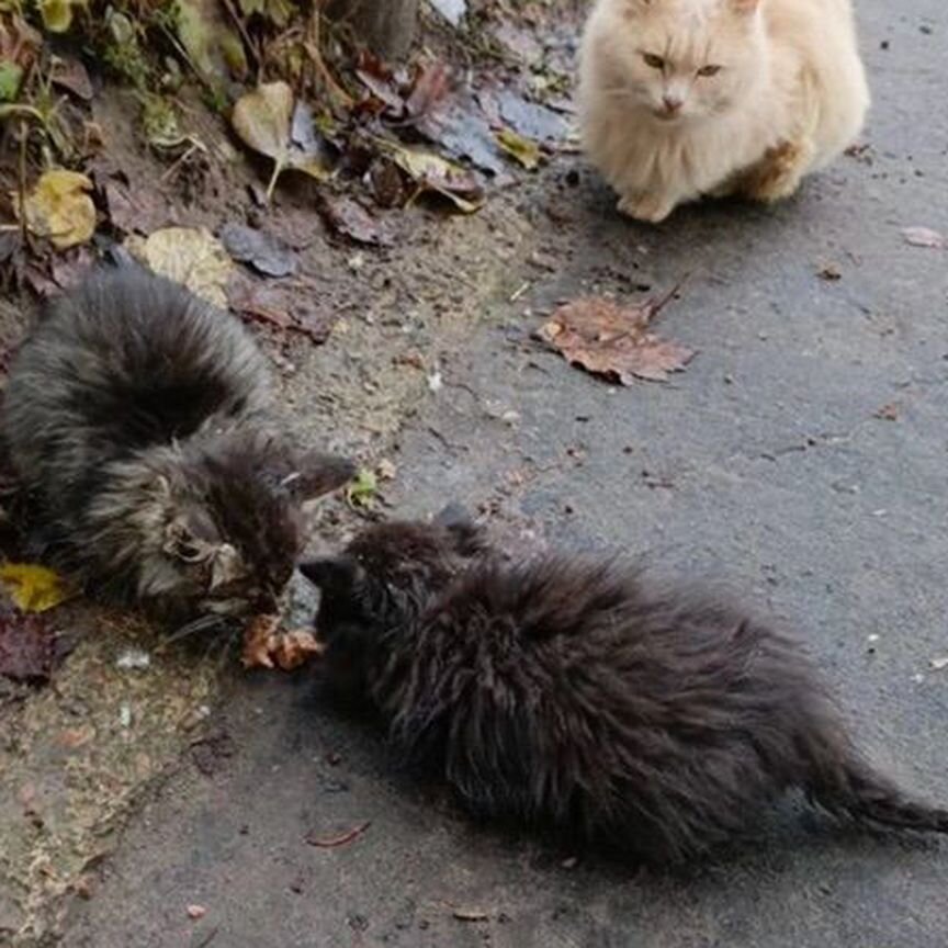 Замерзают котята в Борском районе
