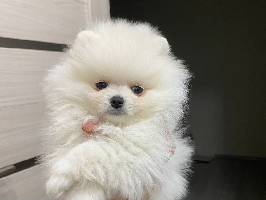 Померанский шпиц мини