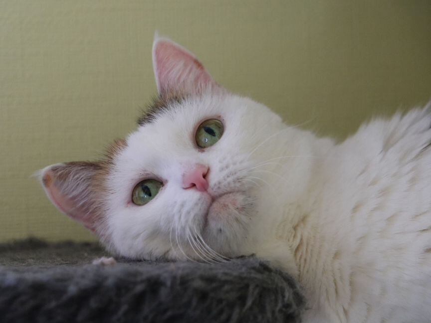 Кошка богатка ищет дом