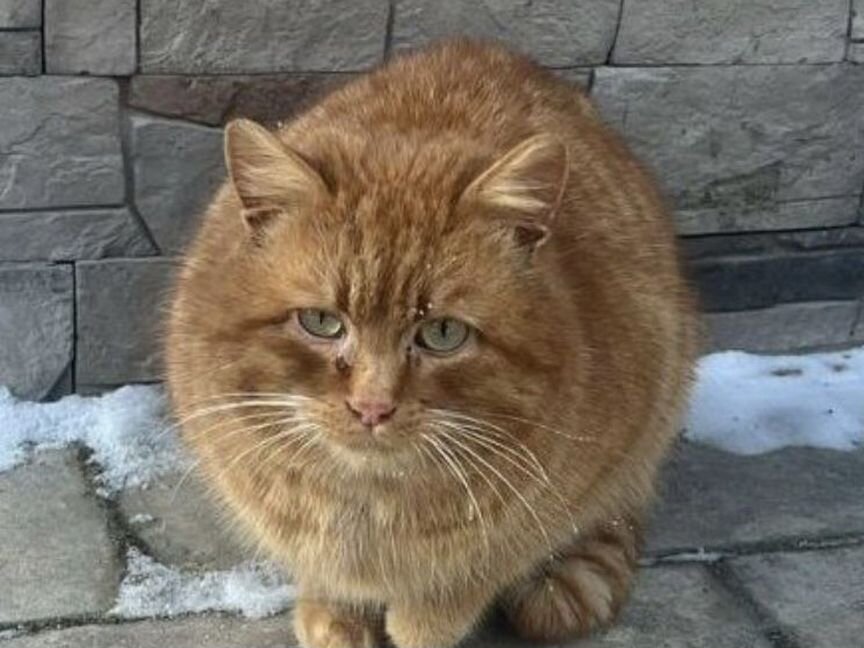 Котик Барс