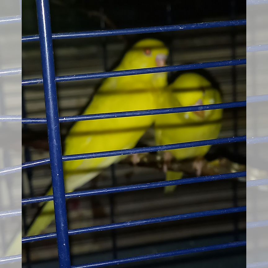 Птенцы волнистый попугай