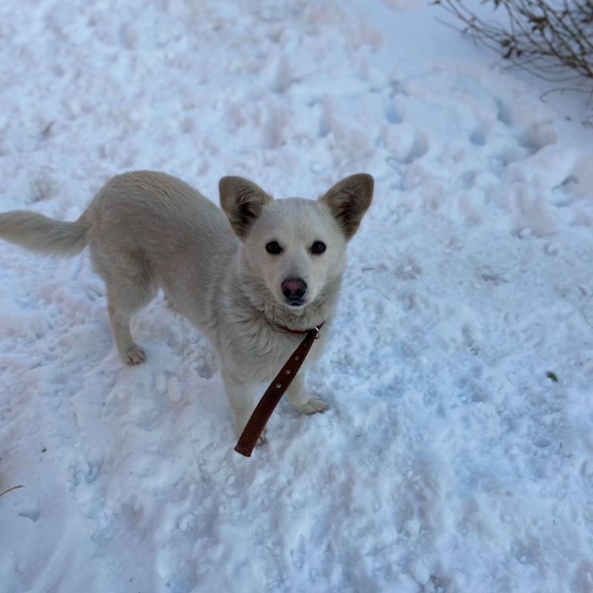Щенок-подросток в добрые руки