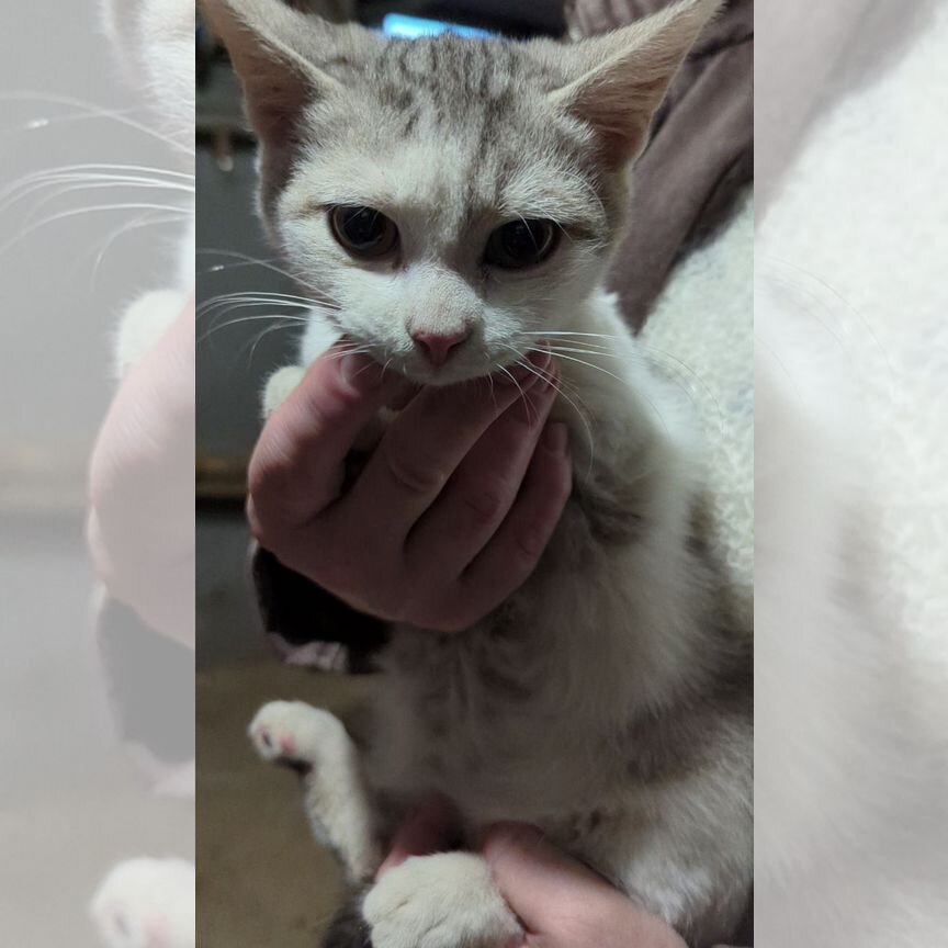 Котёнок в добрые руки