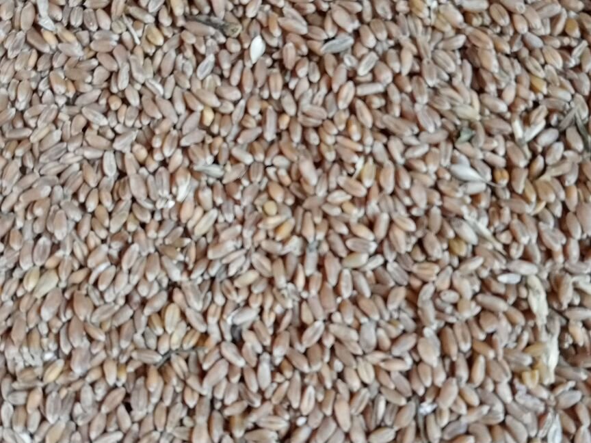 Зерно пшеница