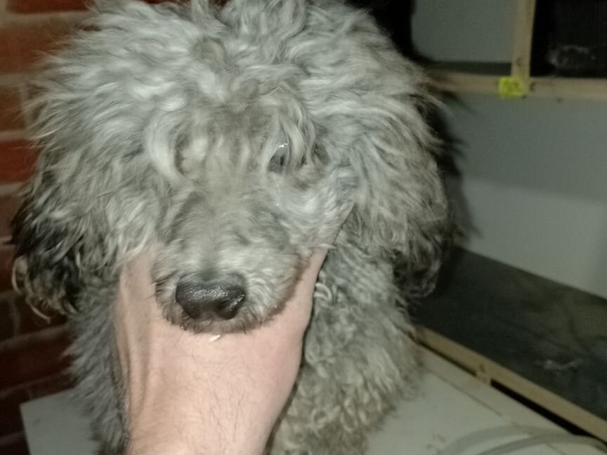 Карликовый пудель девочка