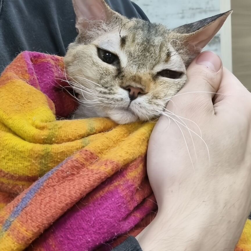 Взрослая, Девочка кошка в добрые руки