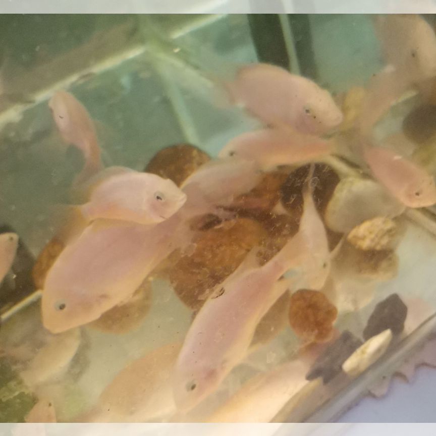 Продам аквариумных рыбок цихлиды фламинго