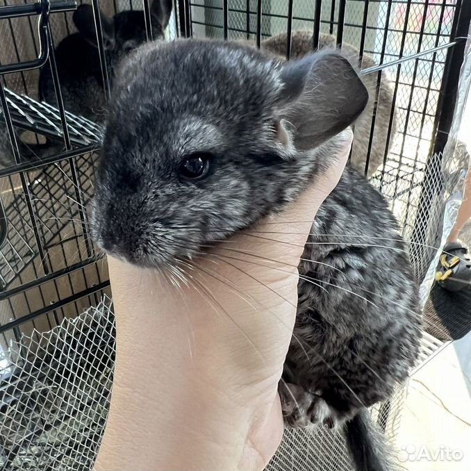 Шиншилленок