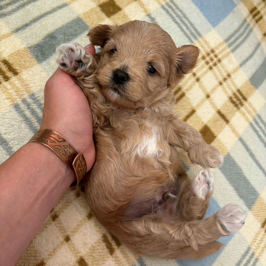 Малыш мальтипу мини F1