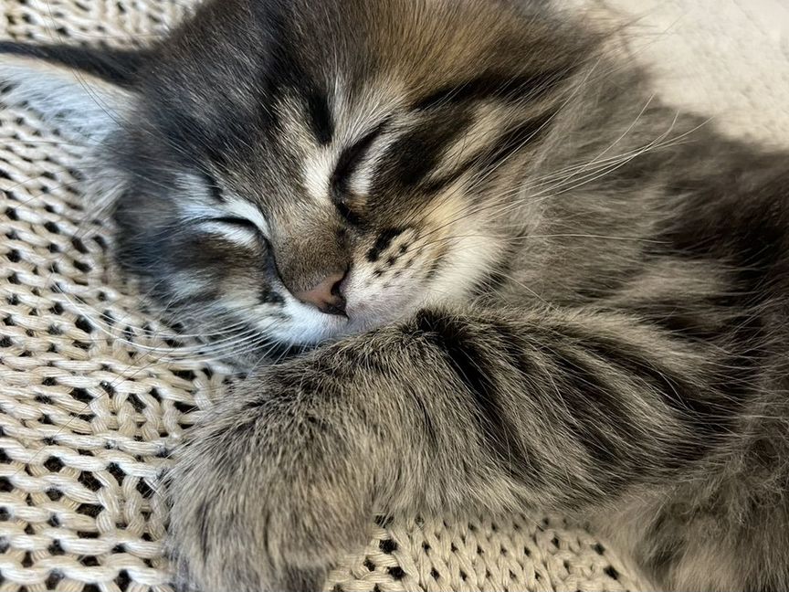 Котята Табби