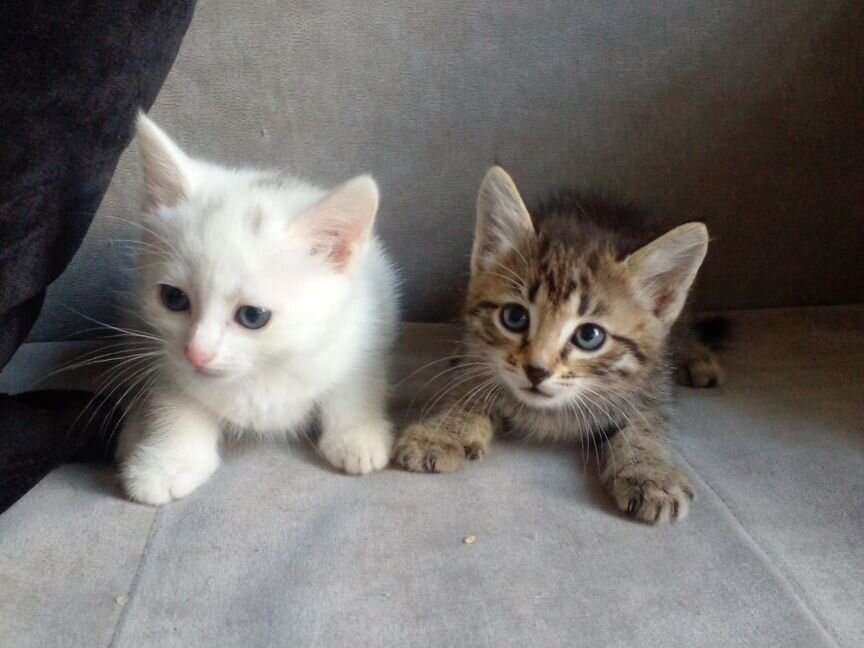 Котята в добрые руки бесплатно