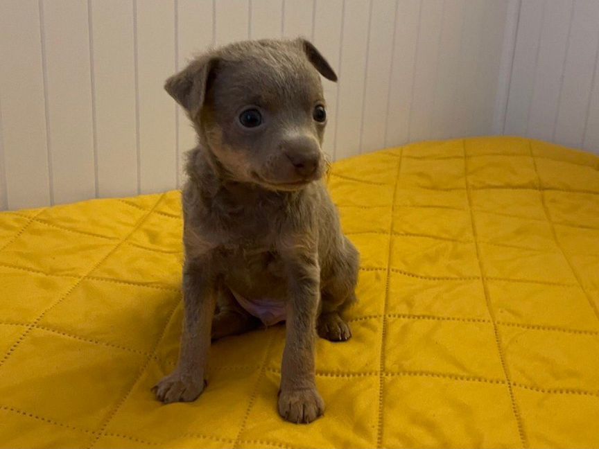 Русский той-терьер