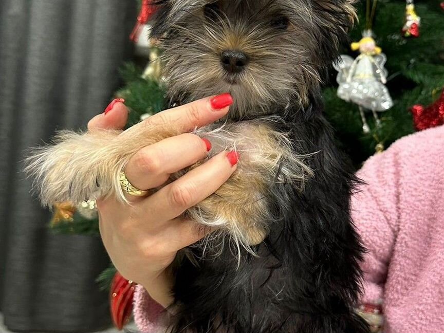 Йоркширский терьер