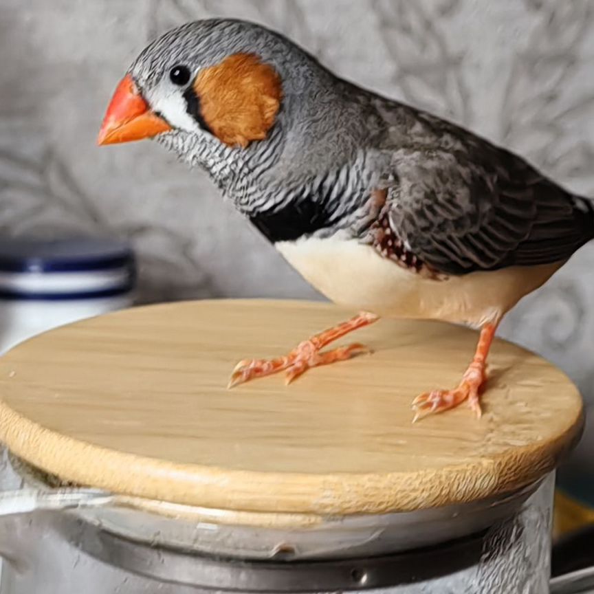 Зебровые амадины (цена за пару)