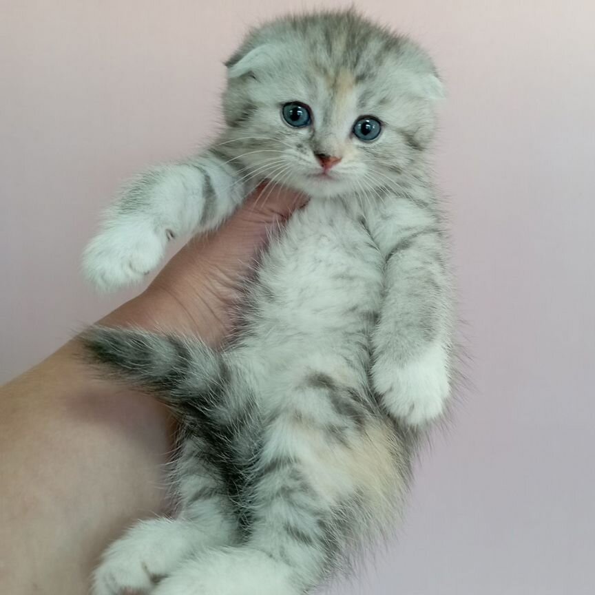 Шотландский вислоухий короткошёрстный котёнок