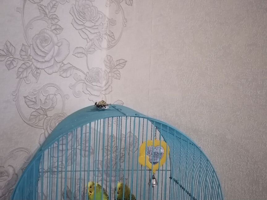 Продам 2х попугаев. (девочка и мальчик)