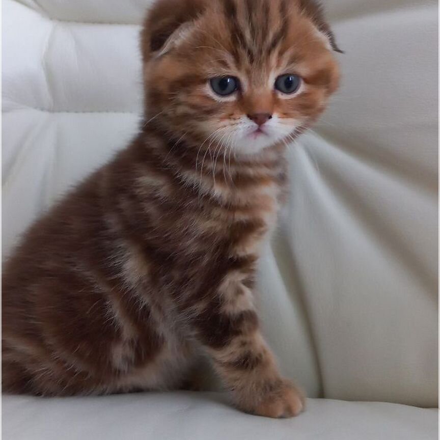 Шотландская вислоухая