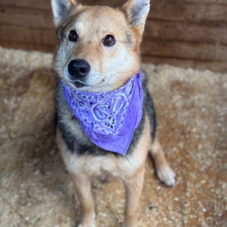 Добрый пес Феникс