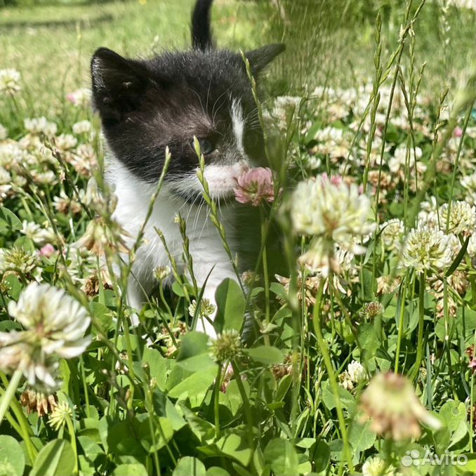 Котенок с приданым в добрые руки