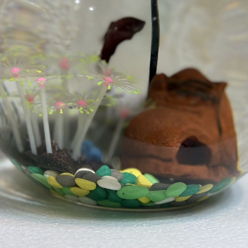 Аквариум с рыбкой петушок