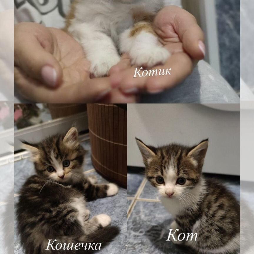 Котята в добрые руки