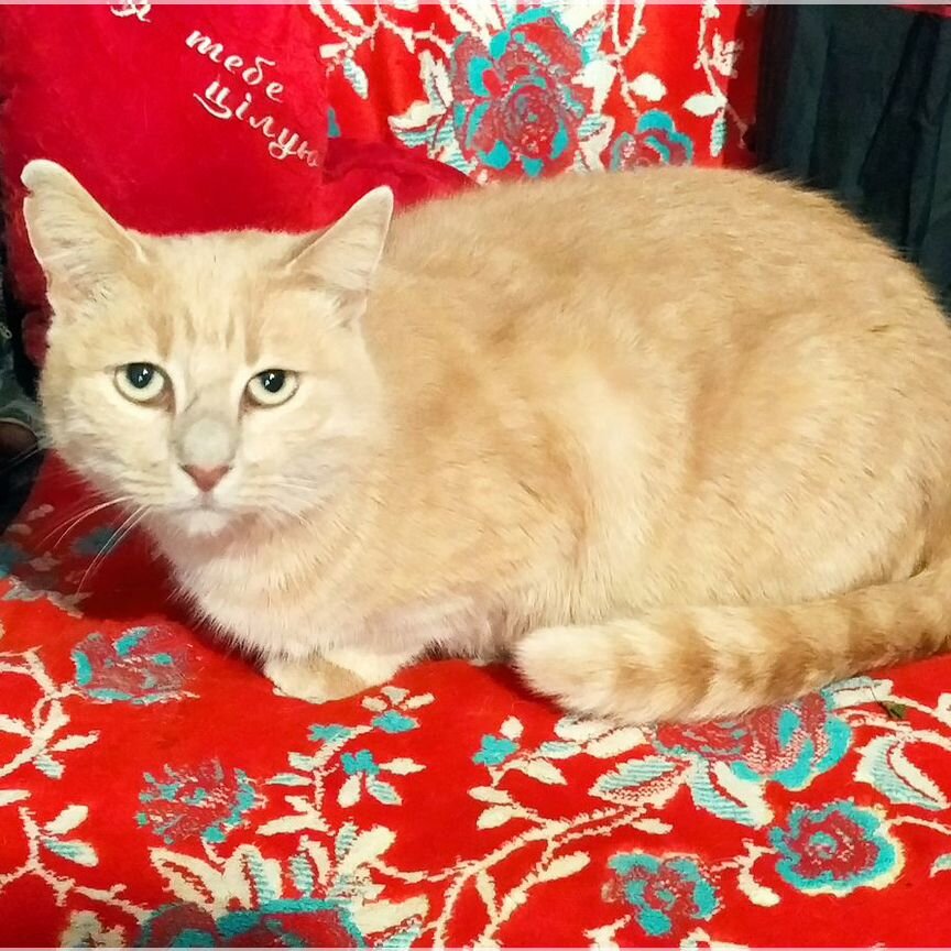 Персиковая кошечка ищет дом