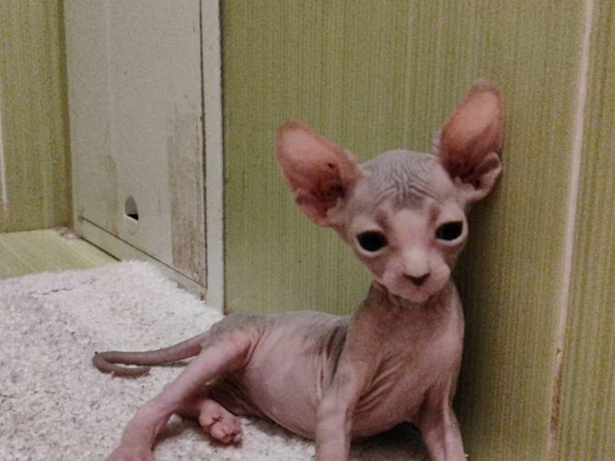 Канадский сфинкс котенок чистокровная