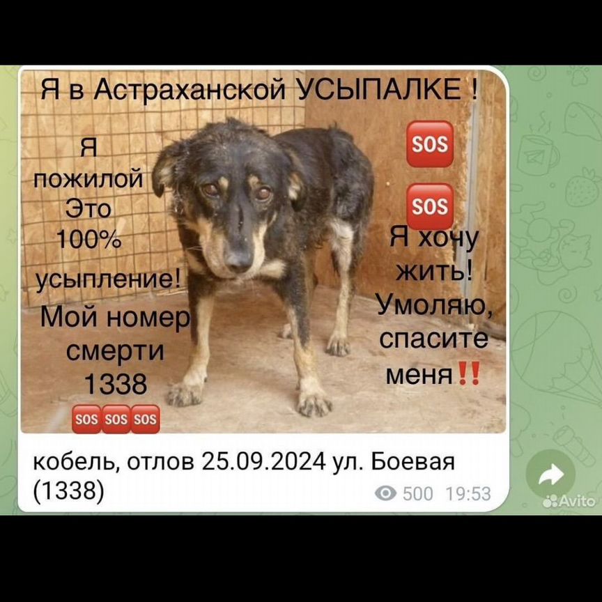 Спасите собаку от усыпления