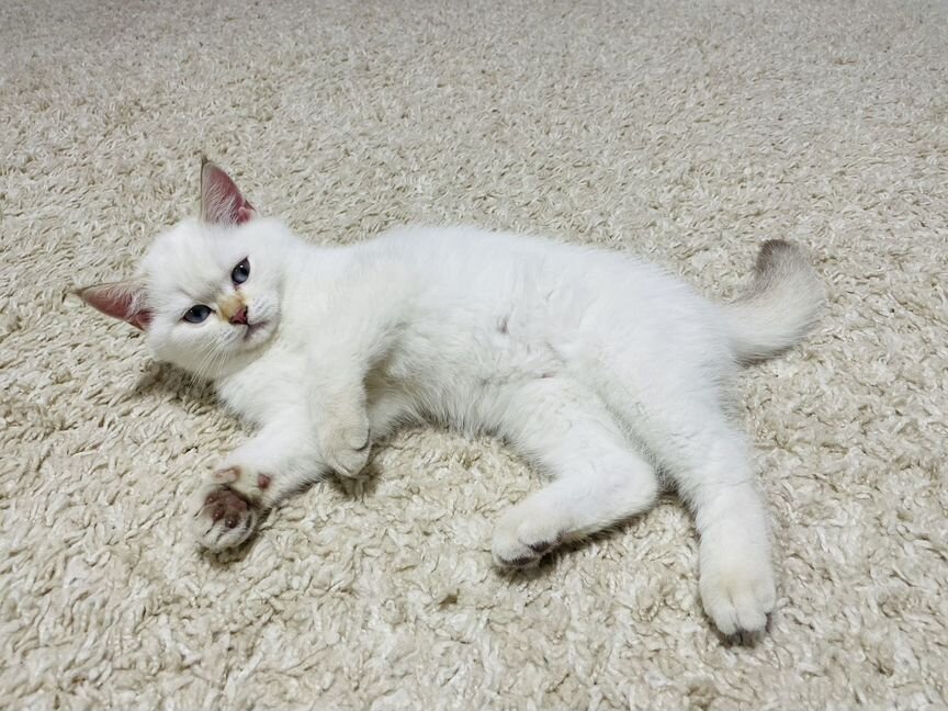 Продам британского котенка