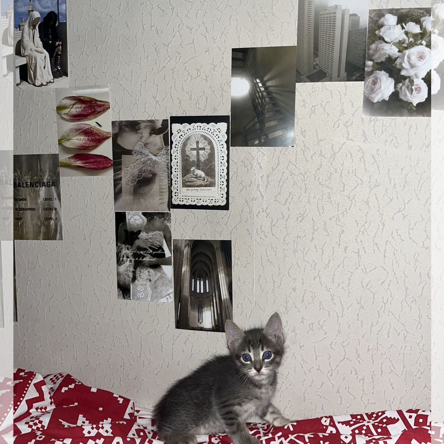 Котёнок в добрые руки