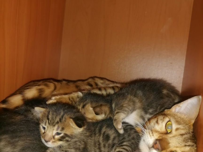 Котята метисы бенгальской кошки