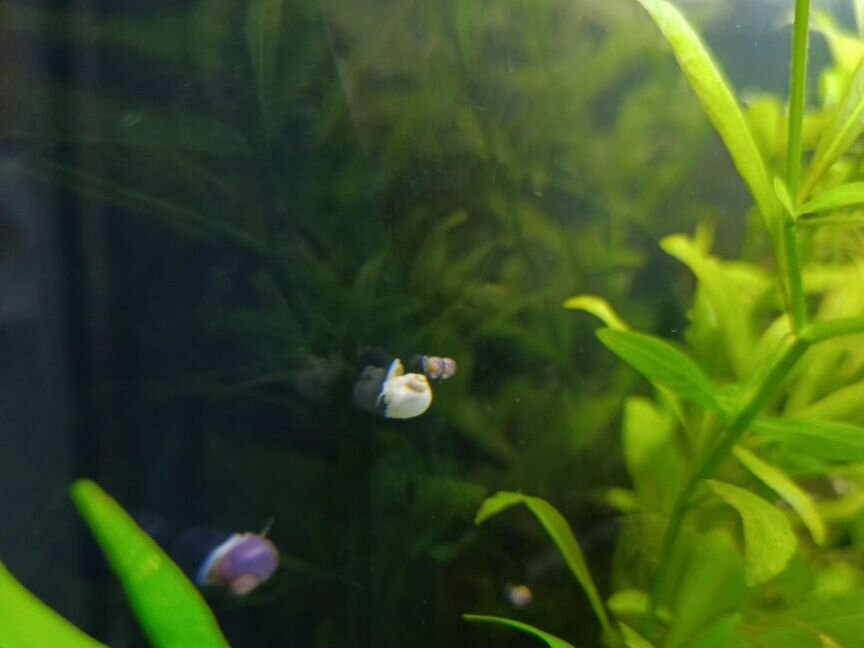 Улитки аквариумные ампулярии