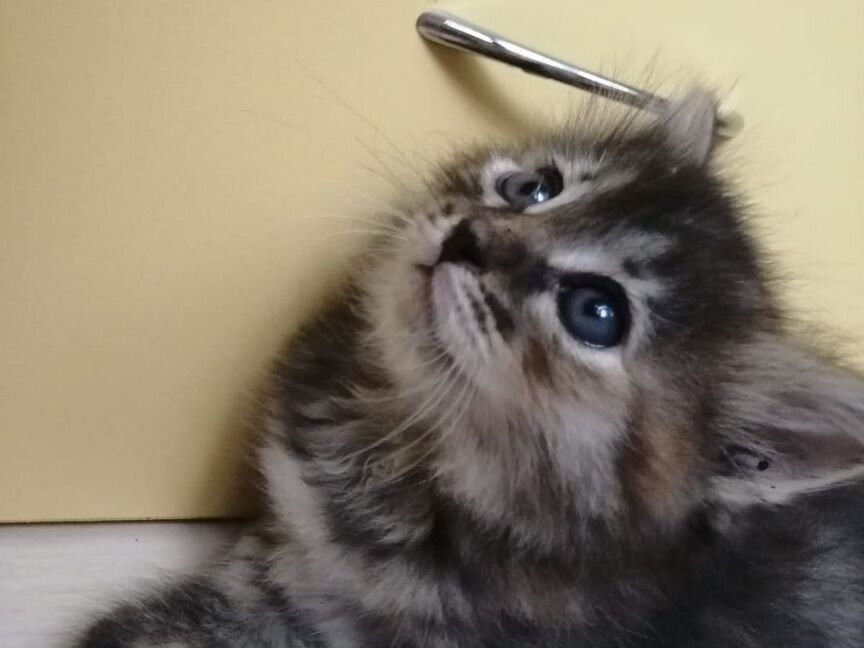Кошечка 1.5 месяца домашняя