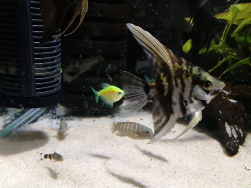 Аквариумные рыбки