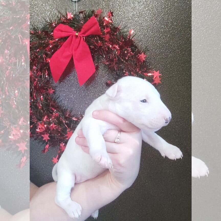 Мини-бультерьер, щенок